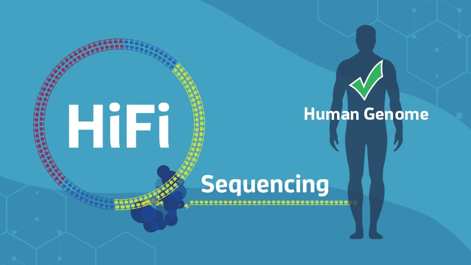 HiFi Sequencing Enables the First Complete Sequence of a Human Genome ...